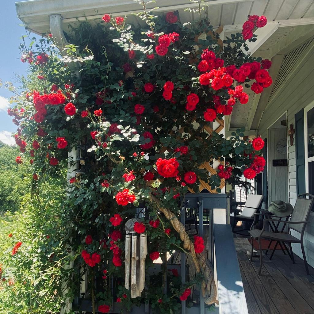 The Prince's Trust Climbing Rose | Red Rose Bush – Heirloom Roses