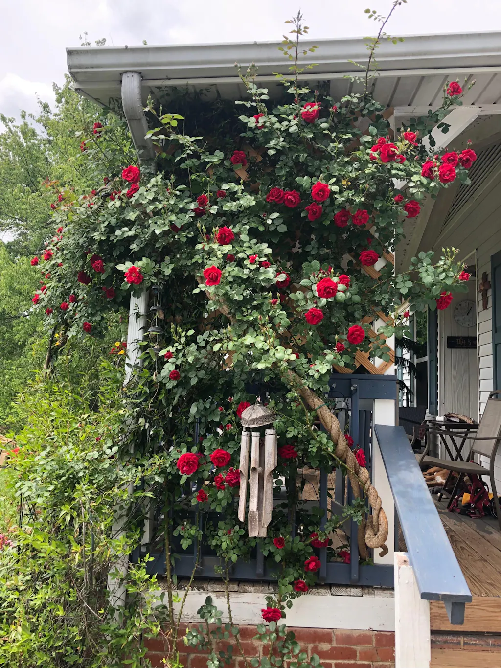 The Prince's Trust Climbing Rose | Red Rose Bush – Heirloom
