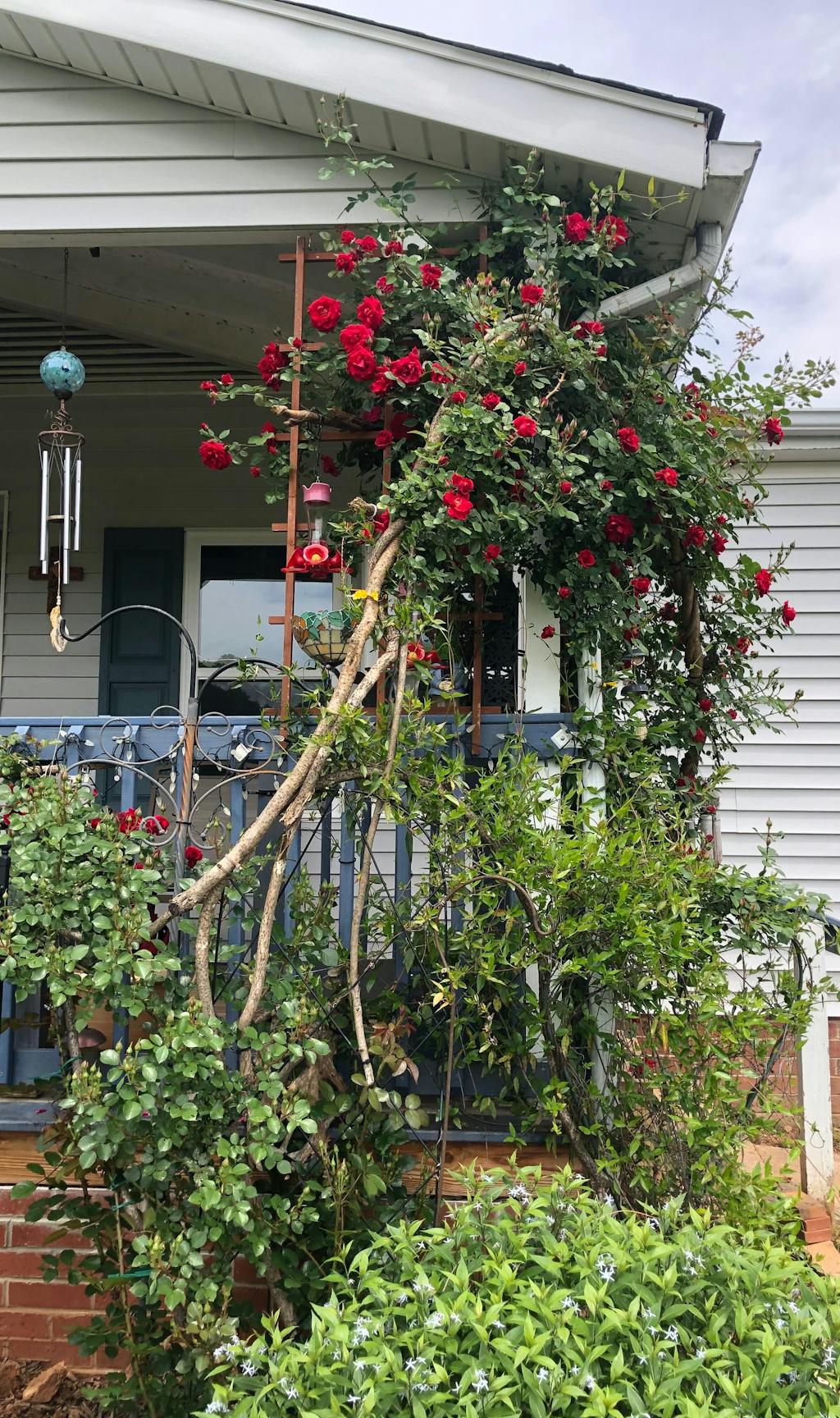 The Prince's Trust Climbing Rose | Red Rose Bush – Heirloom Roses