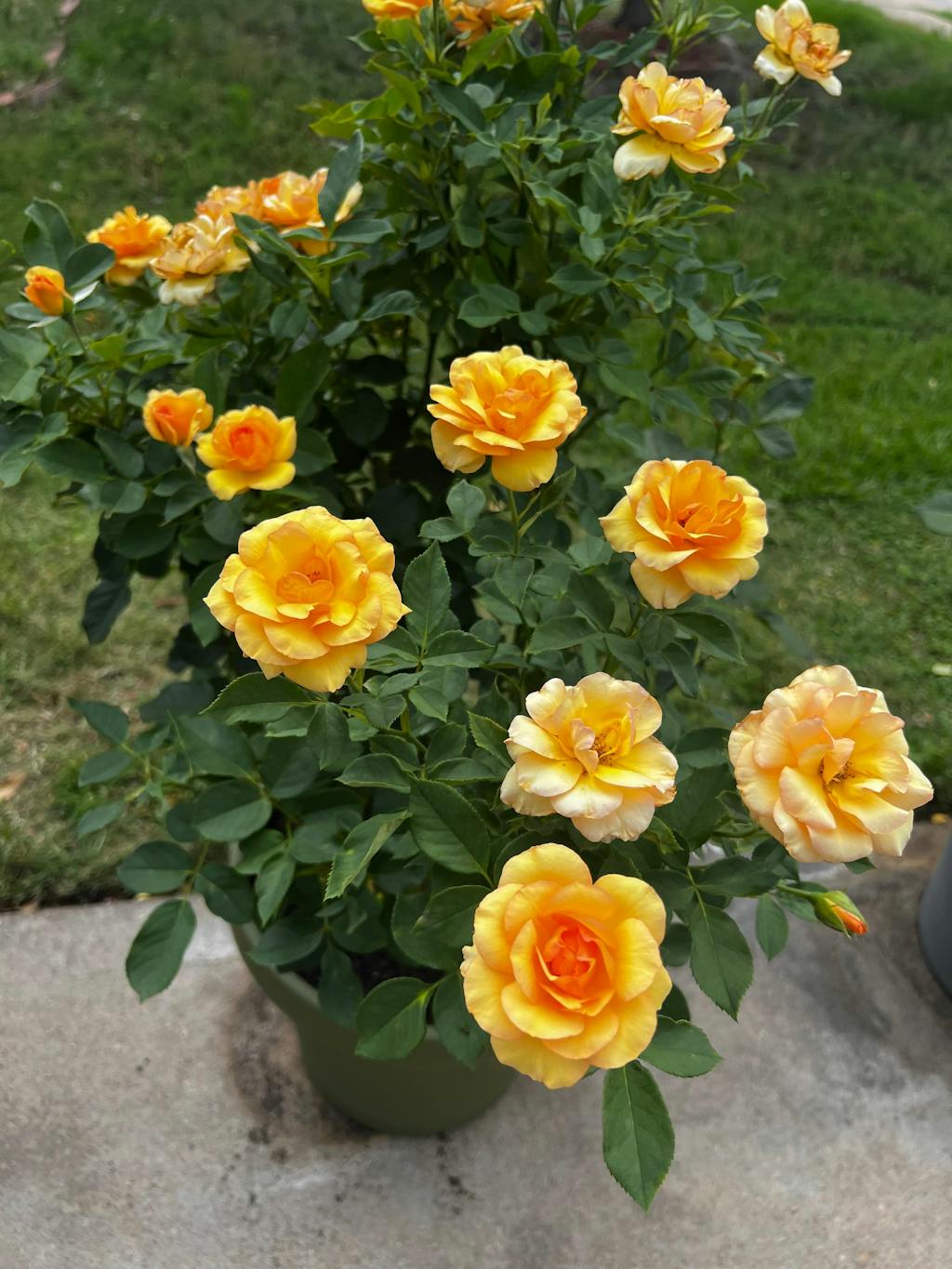 Anne Harkness Floribunda Rose | Apricot Rose Bush – Heirloom Roses