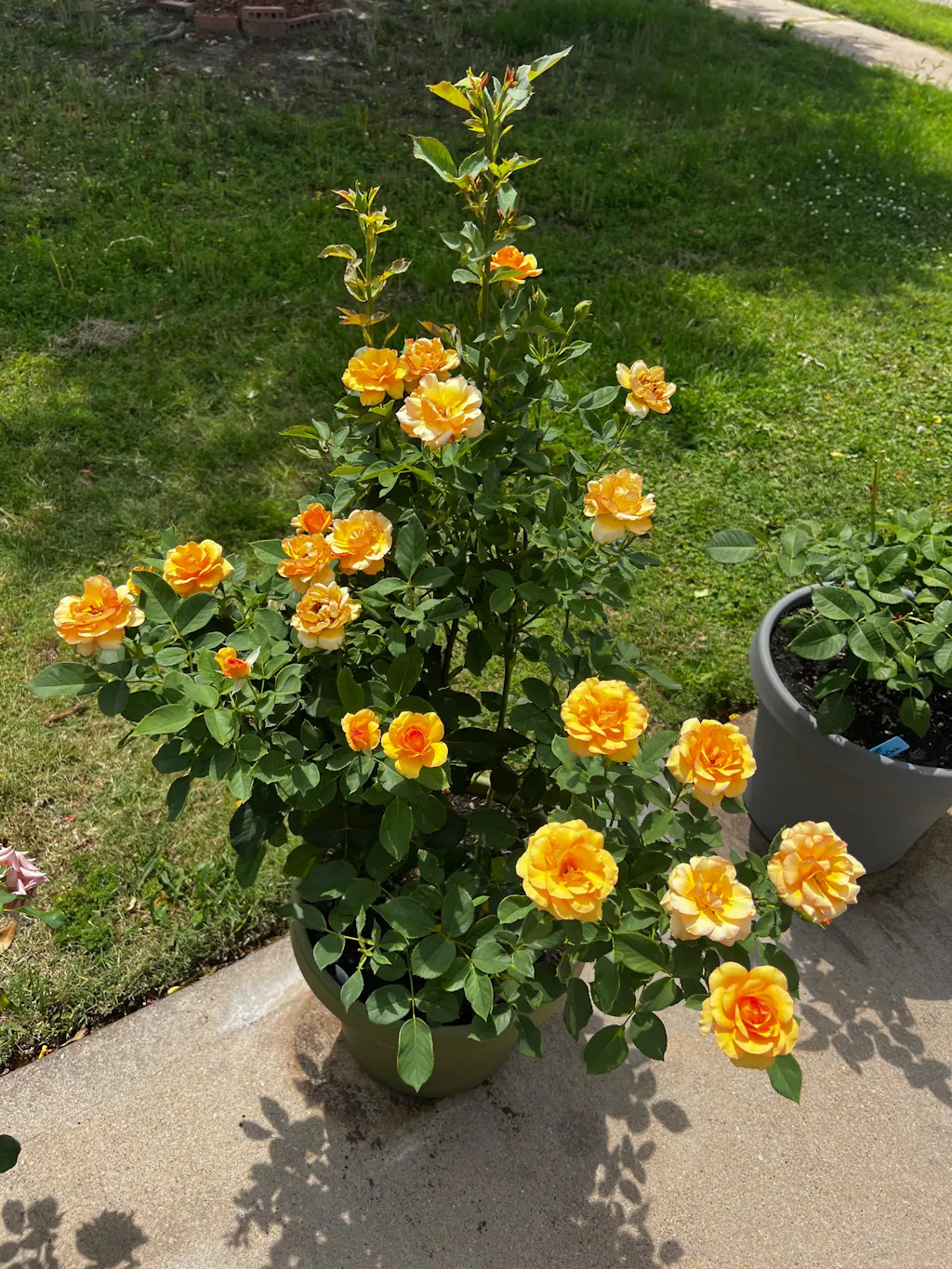 Anne Harkness Floribunda Rose | Apricot Rose Bush – Heirloom