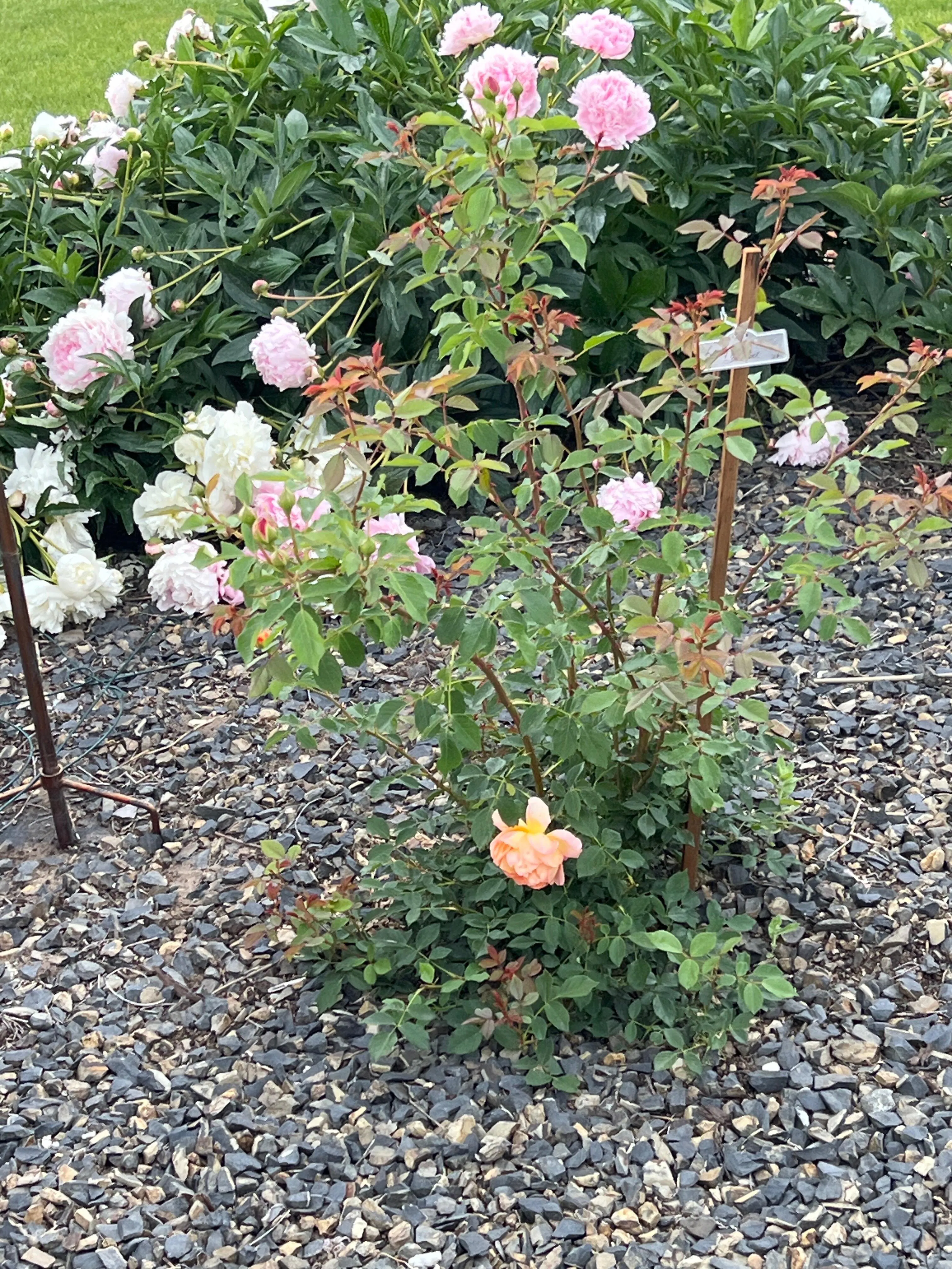 Lady Of Shalott – Heirloom Roses