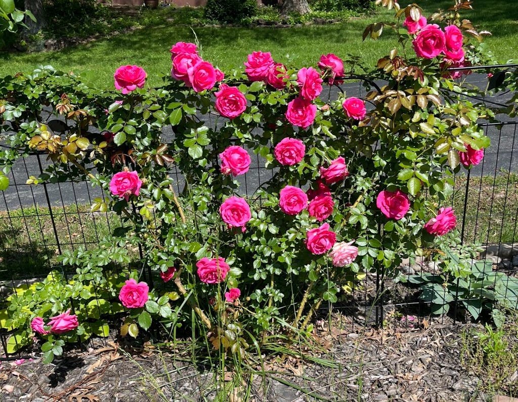 Pretty in Pink Eden Climber Climbing Rose | Pink Rose Bush – Heirloom Roses