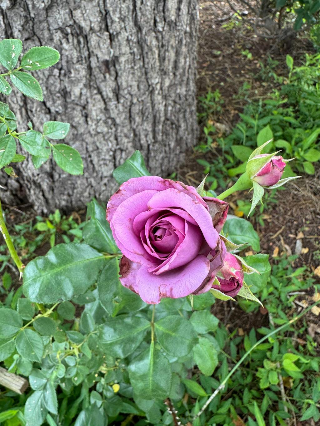 Arborose Quicksilver Climbing Rose |Purple Rose Plant – Heirloom Roses