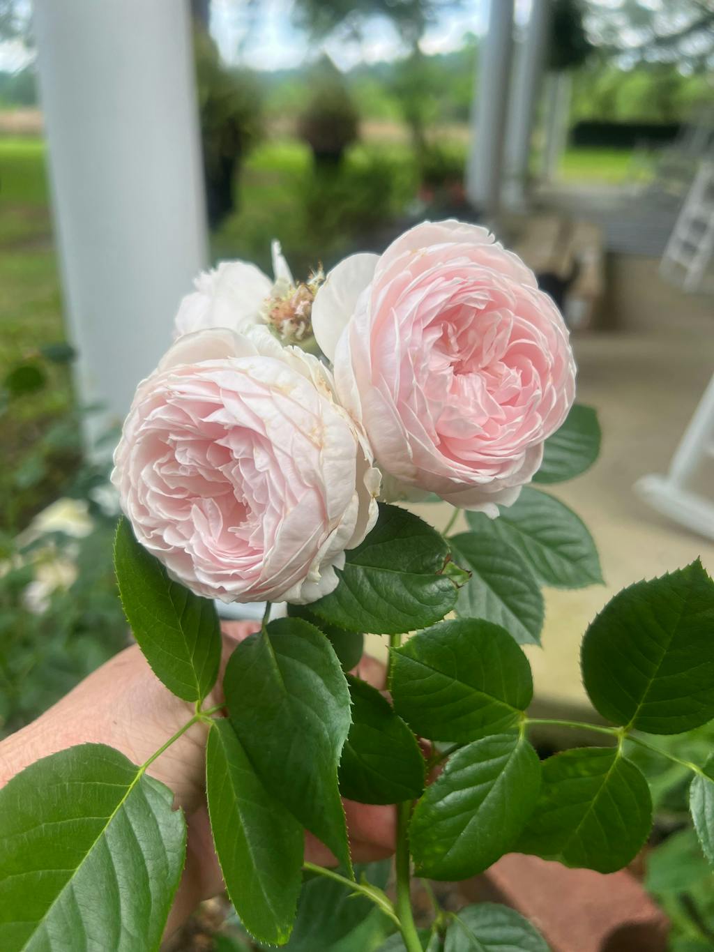 Earth Angel Rose - Floribunda - Exceptionally Fragrant – Heirloom Roses