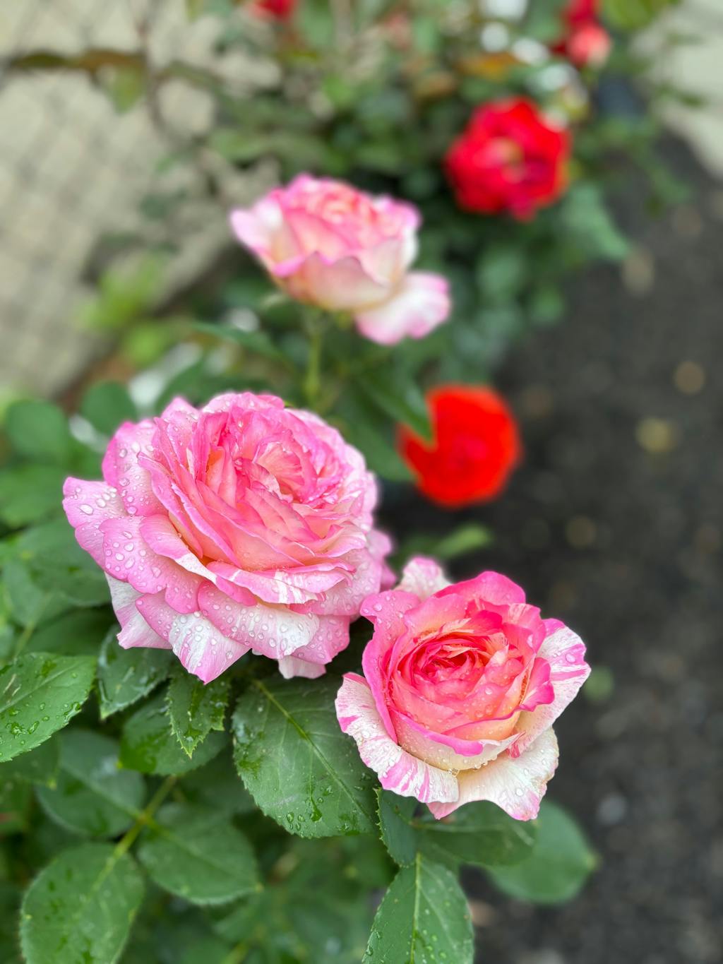 Marc Chagall™ | Colorful Floribunda Rose Bush – Heirloom Roses