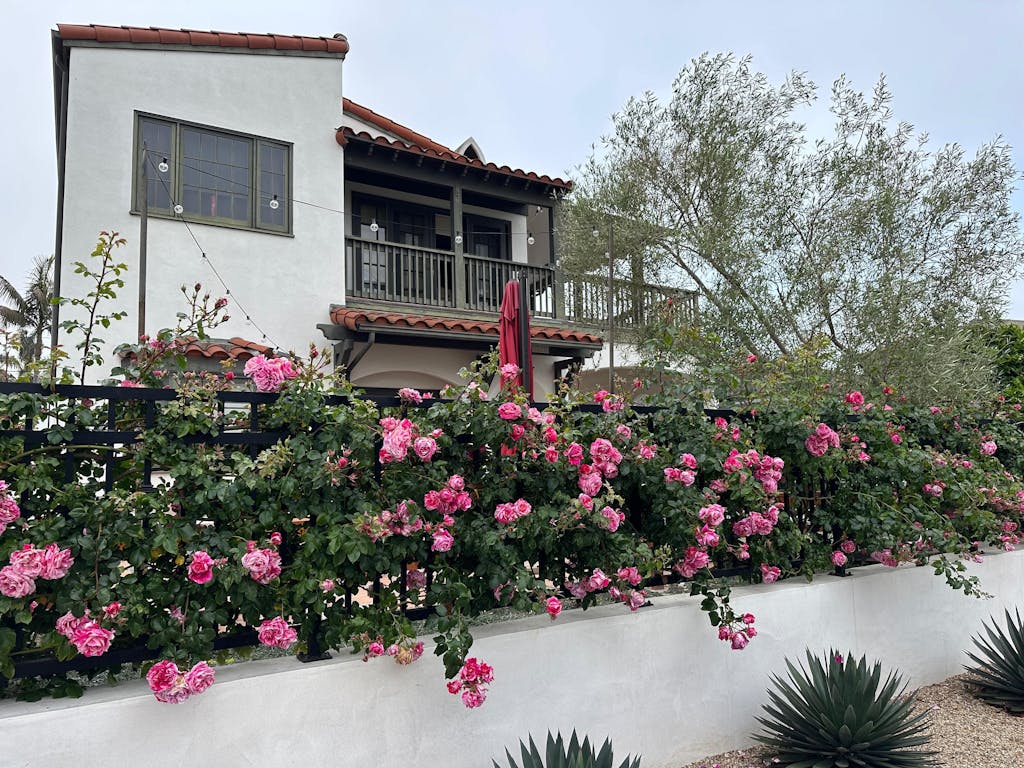 Raspberry Cream Twirl Rose - Climbing Roses - Lightly Fragrant ...