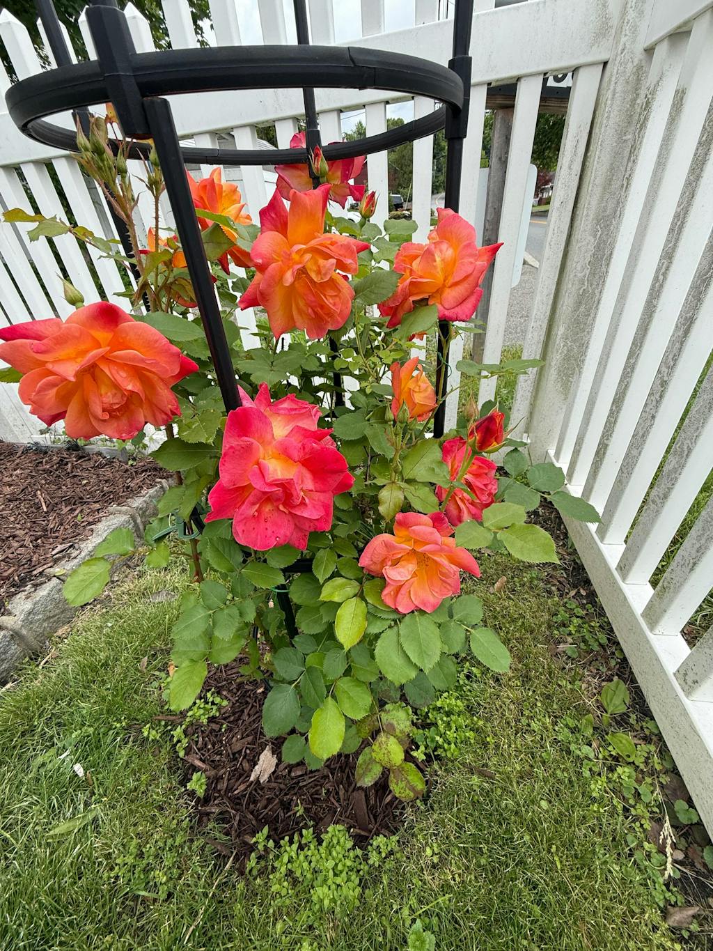 Joseph's Coat Climbing Rose | Colorful Rose Plant – Heirloom Roses
