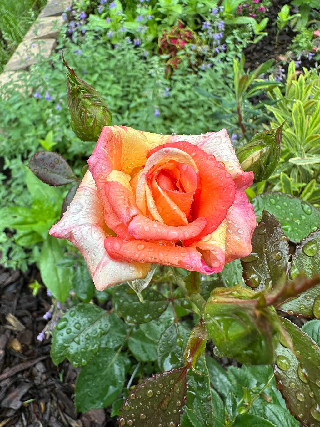 Tropical Sunset Hybrid Tea Rose | Colorful Rose Plant – Heirloom