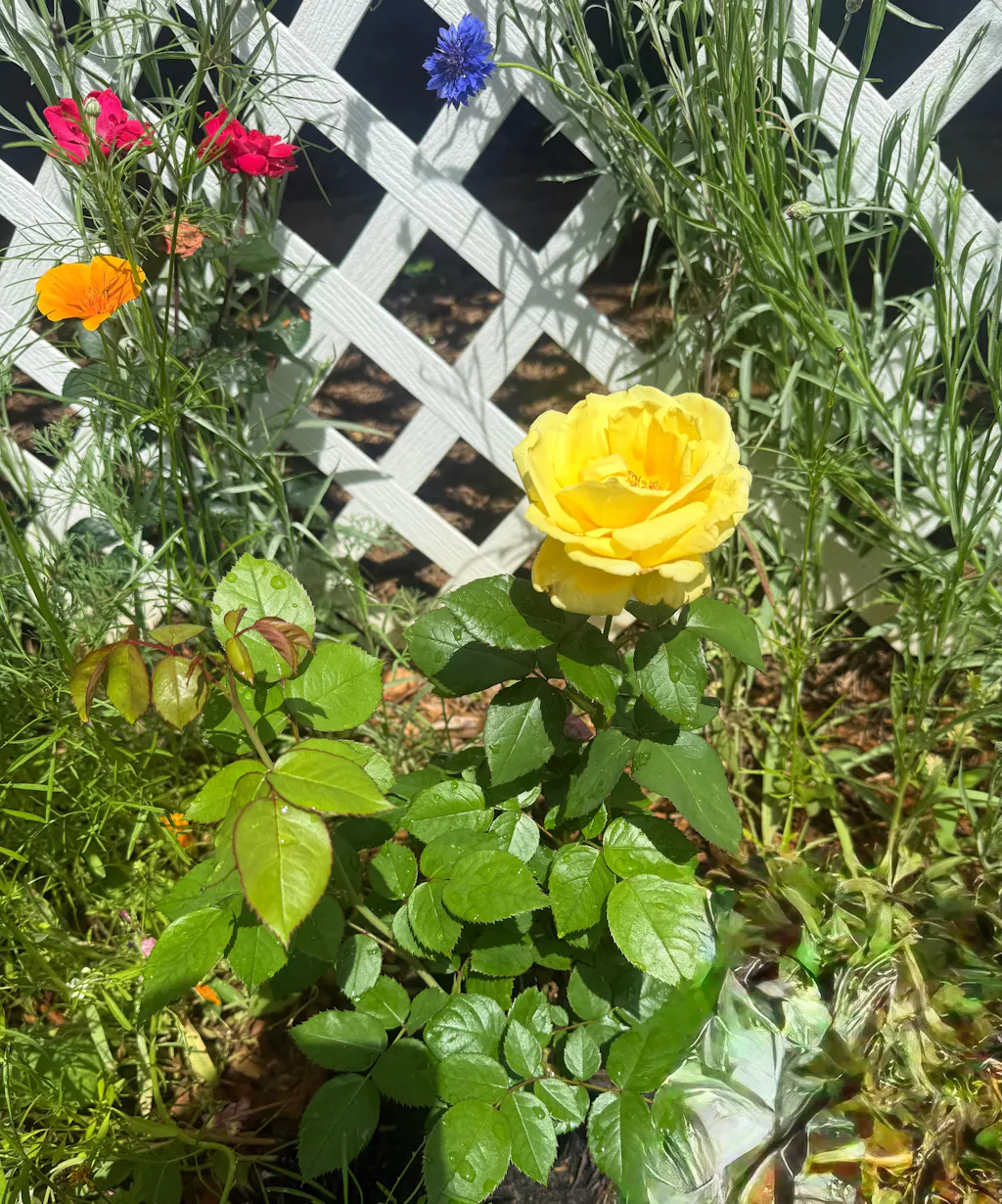 Eternal Flame Hybrid Tea Rose | Fragrant Rose Bush – Heirloom