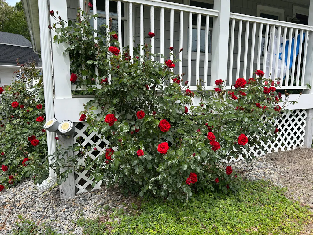 Dublin Bay Climbing Rose | Red Rose Plant – Heirloom