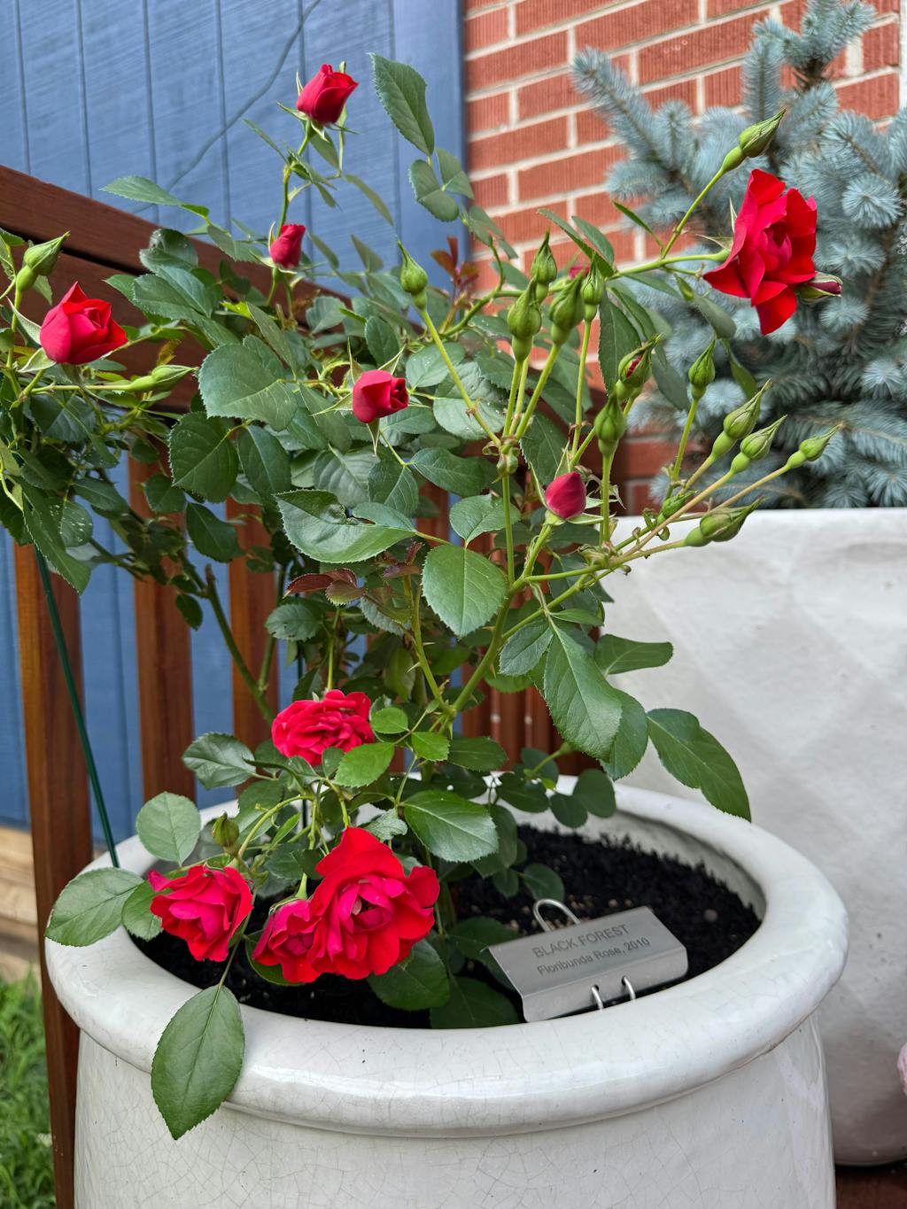 Black Forest Rose® | Red Floribunda Rose Bush – Heirloom Roses