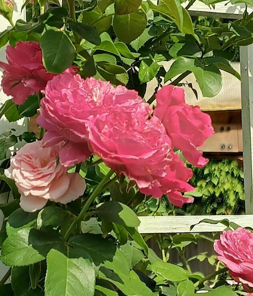 Raspberry Cream Twirl Climbing Rose | Thornless Rose Plant – Heirloom Roses