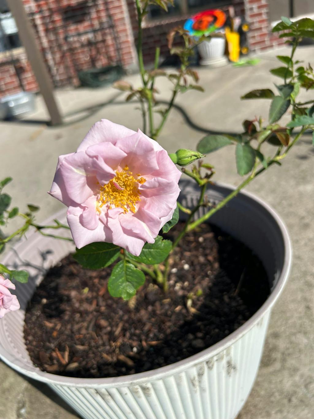 Blueberry Hill Shrub Rose | Purple Rose Plant – Heirloom Roses