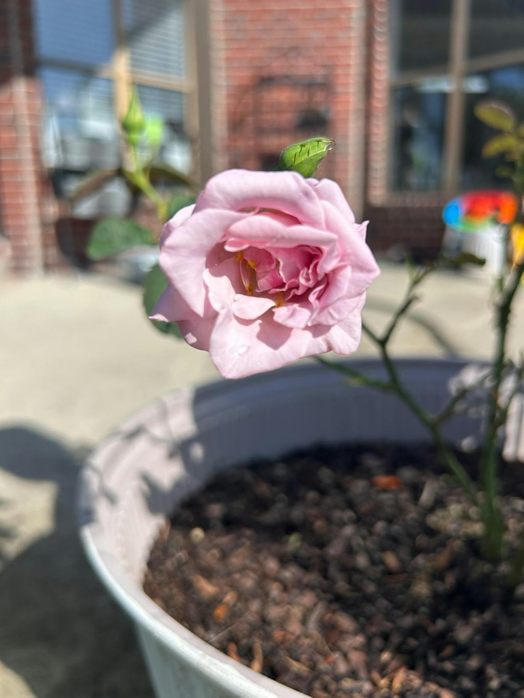 Blueberry Hill Shrub Rose | Purple Rose Plant – Heirloom Roses