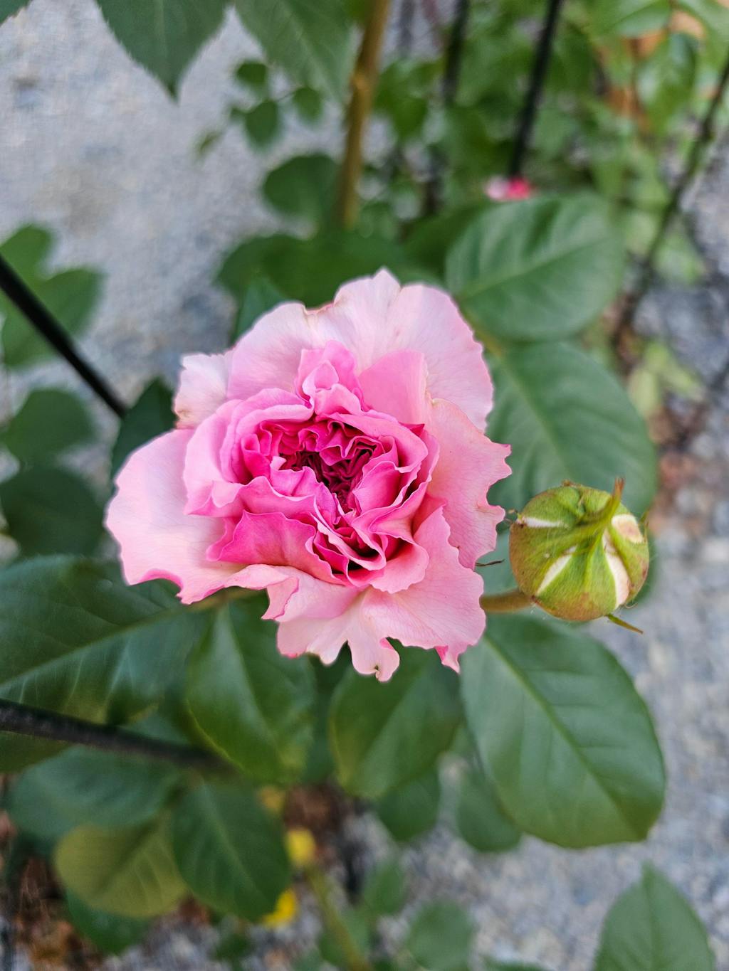 James Galway English Climbing Rose | Thornless David Austin Rose ...