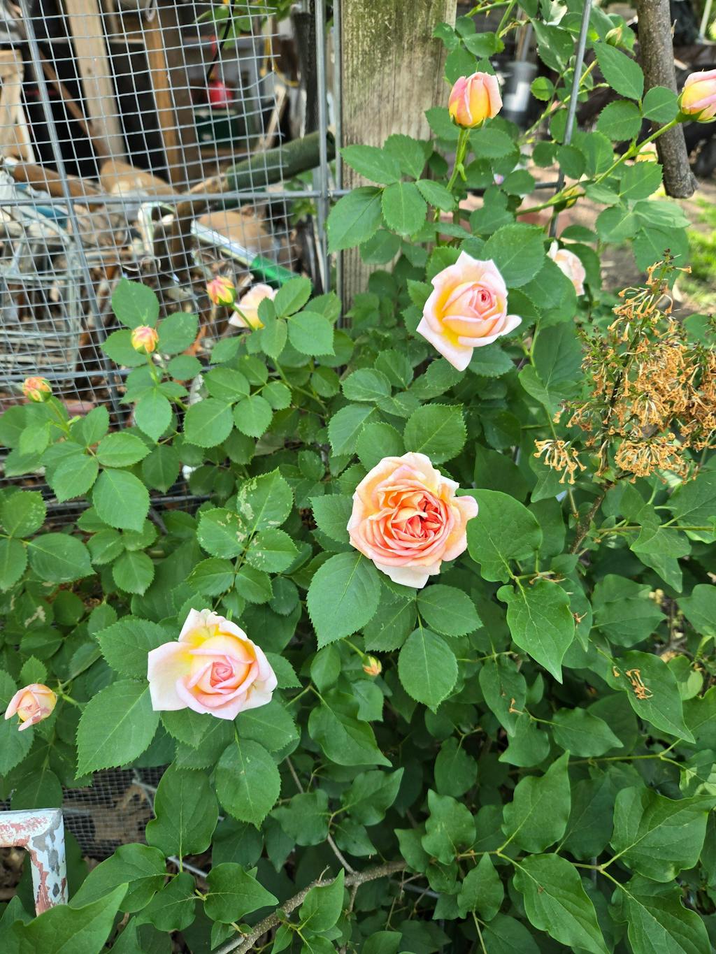 Alchymist Climbing Rose | Fragrant Rose Bush – Heirloom Roses