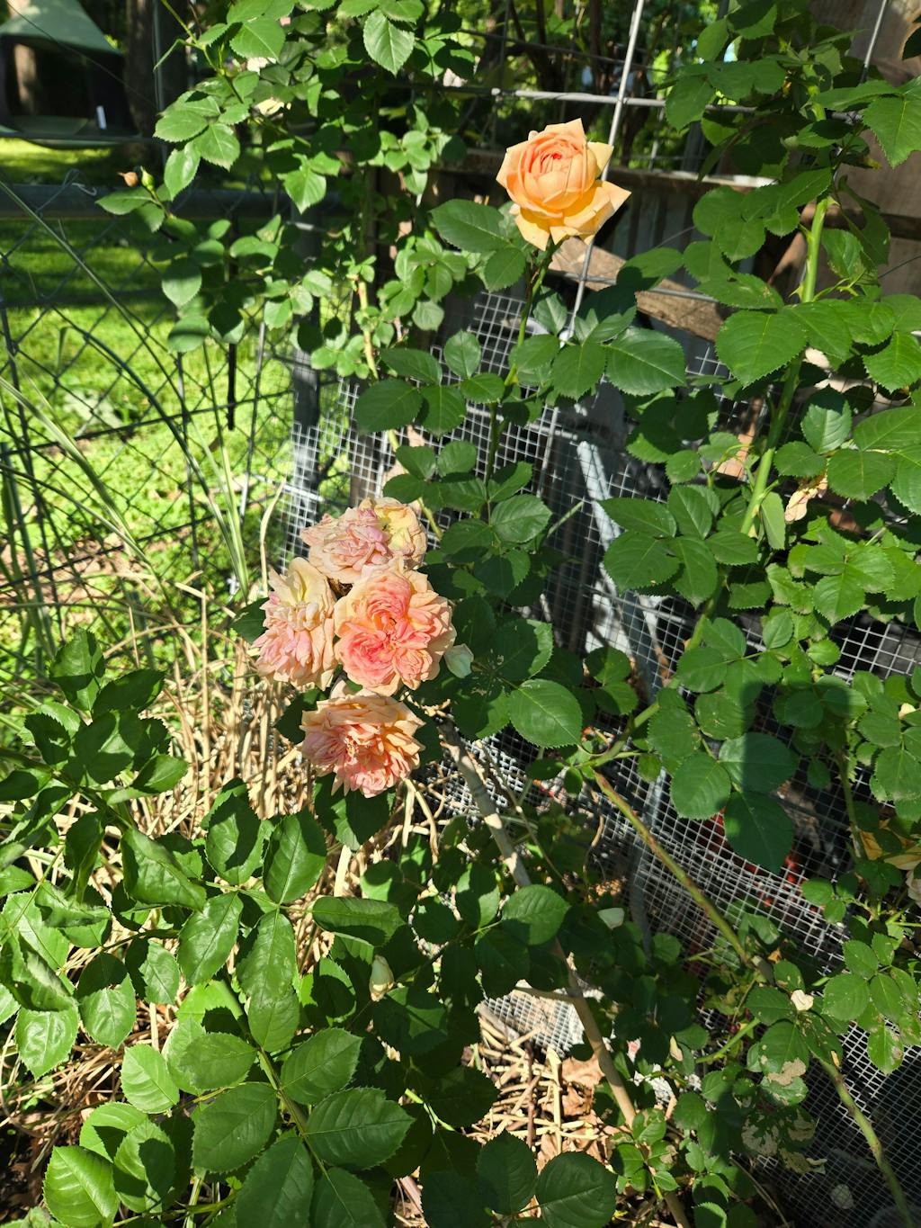 Alchymist Climbing Rose | Fragrant Rose Bush – Heirloom Roses