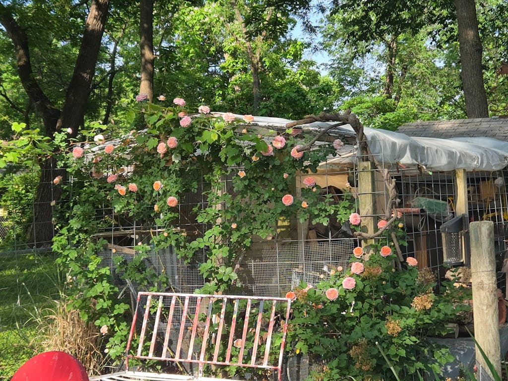 Alchymist Climbing Rose | Fragrant Rose Bush – Heirloom Roses