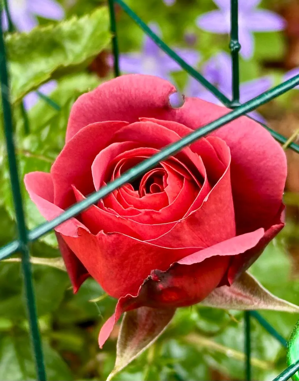 Hot Cocoa Rose - Shrub - Moderately Fragrant – Heirloom Roses