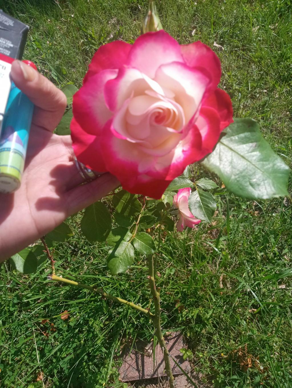 Cherry Parfait Grandiflora Rose | Colorful Rose Bush – Heirloom Roses