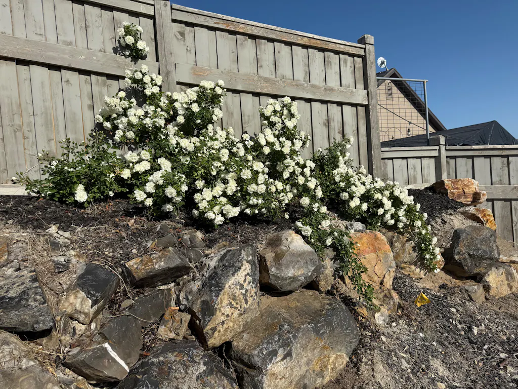White MeidilandLandscape Rose | White Rose Bush – Heirloom