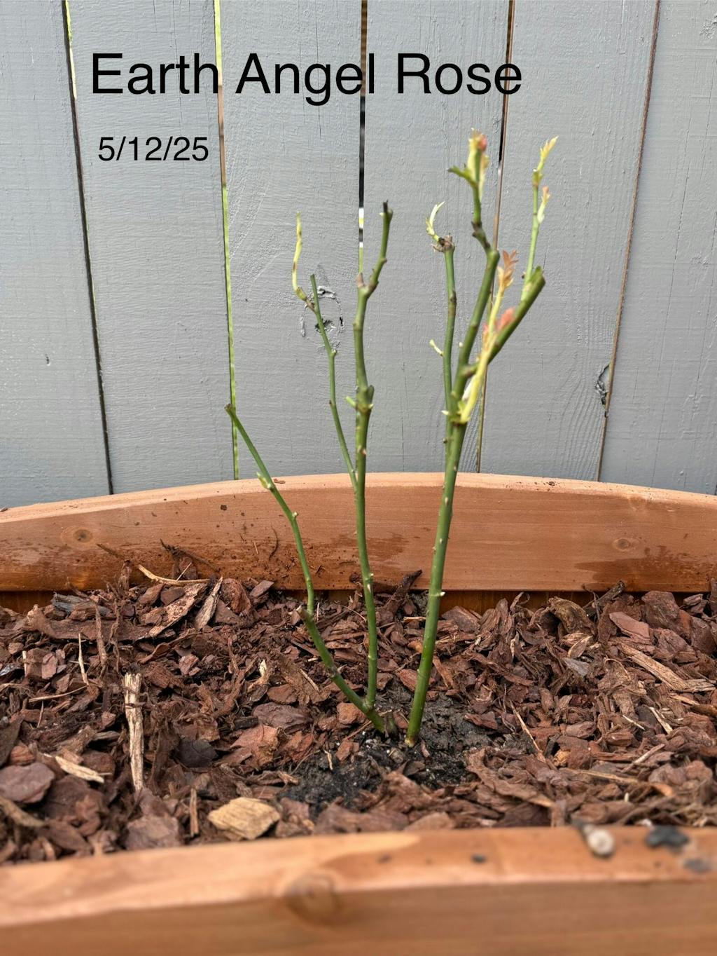 Earth Angel Rose - Floribunda - Exceptionally Fragrant – Heirloom Roses