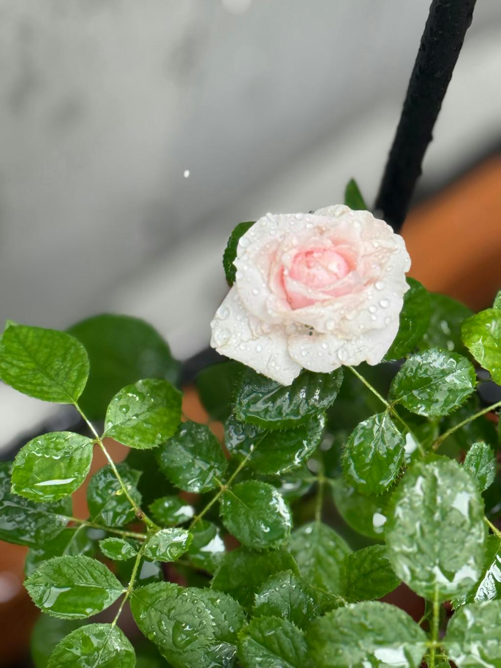 Earth Angel Rose - Floribunda - Exceptionally Fragrant – Heirloom Roses