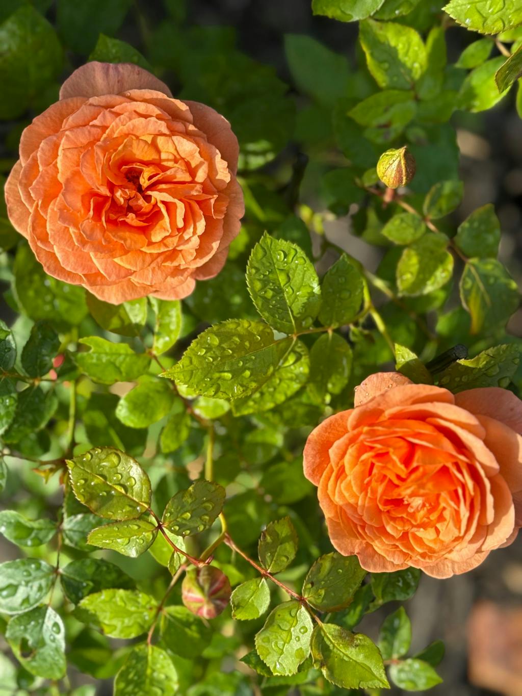 Louise Clements Rose - Shrub - Very Fragrant – Heirloom Roses