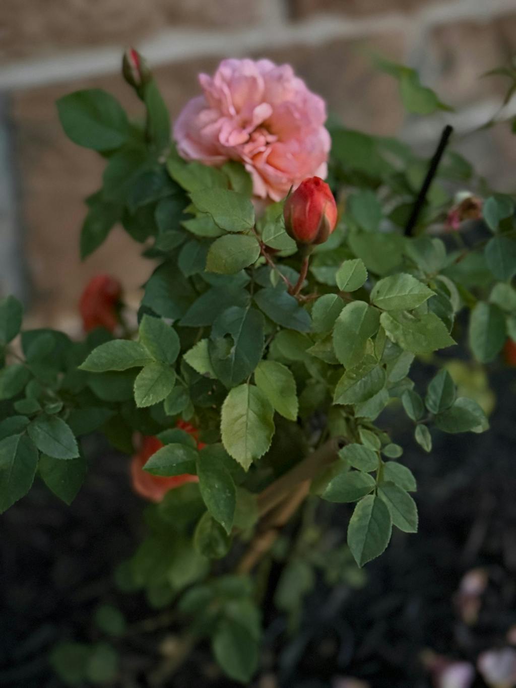 Louise Clements Rose - Shrub - Very Fragrant – Heirloom Roses