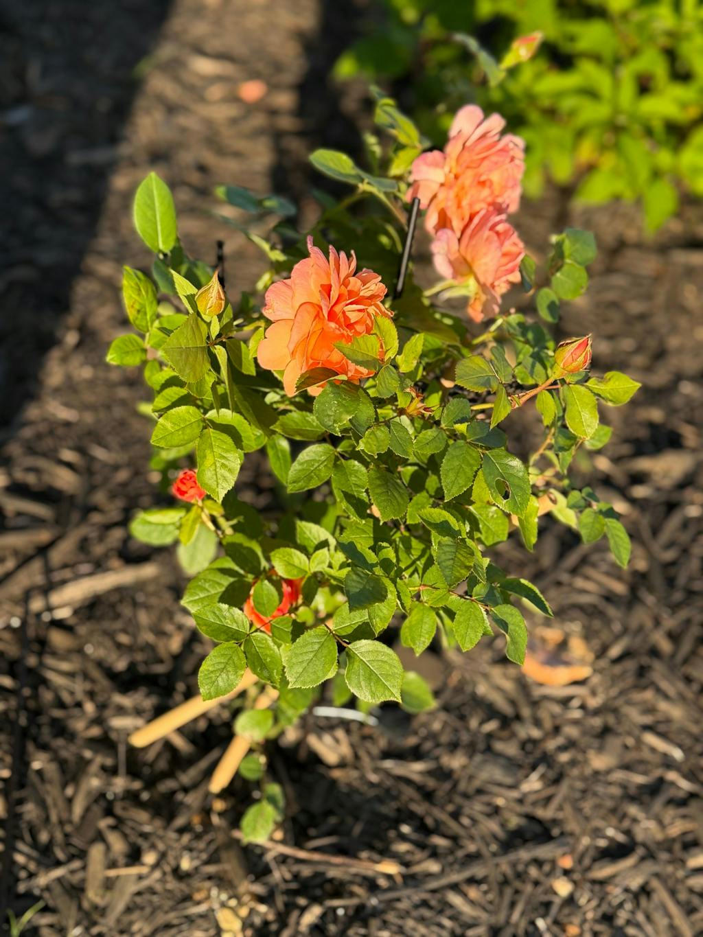 Louise Clements Rose - Shrub - Very Fragrant – Heirloom Roses
