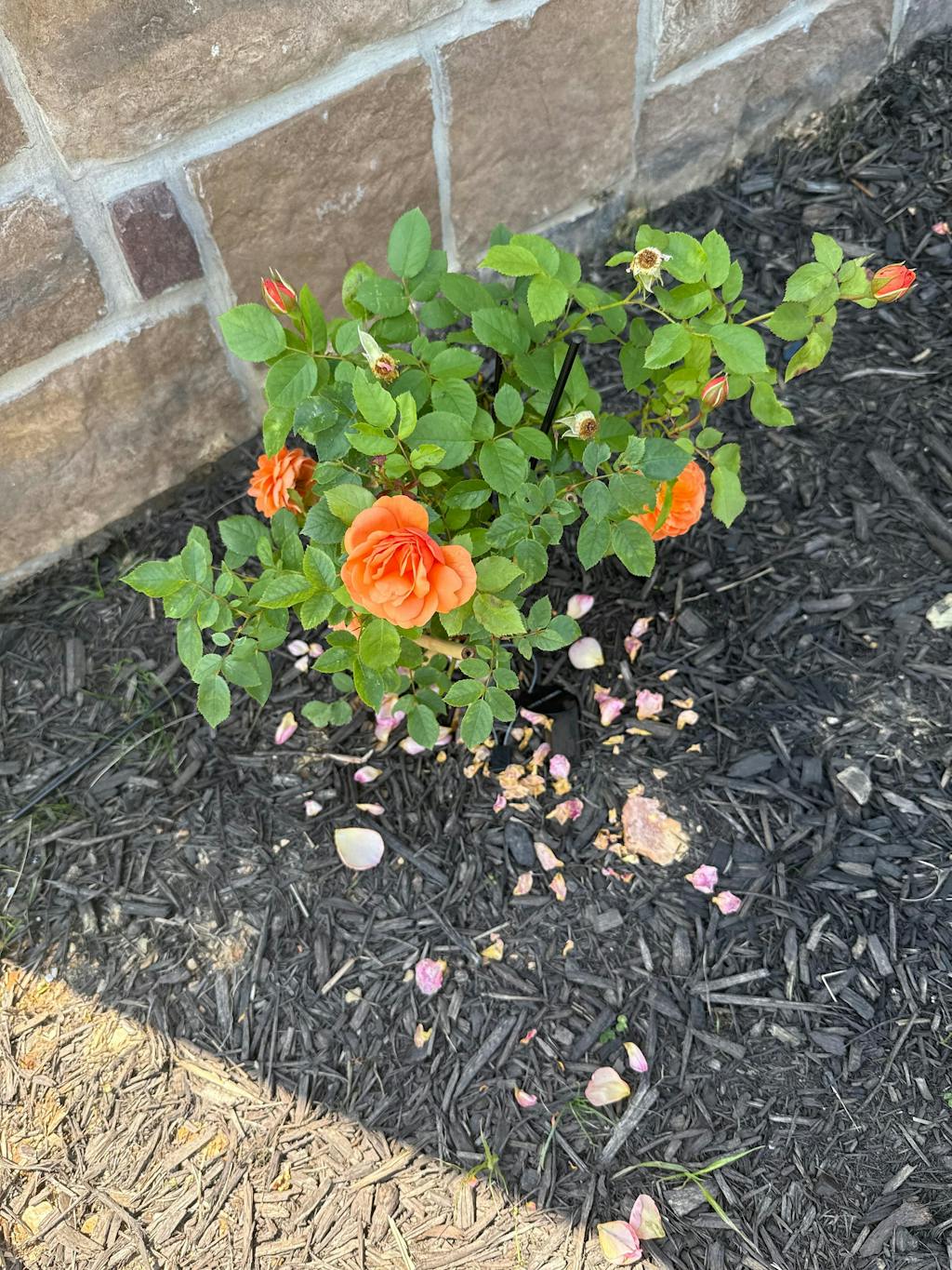 Louise Clements Rose - Shrub - Very Fragrant – Heirloom Roses