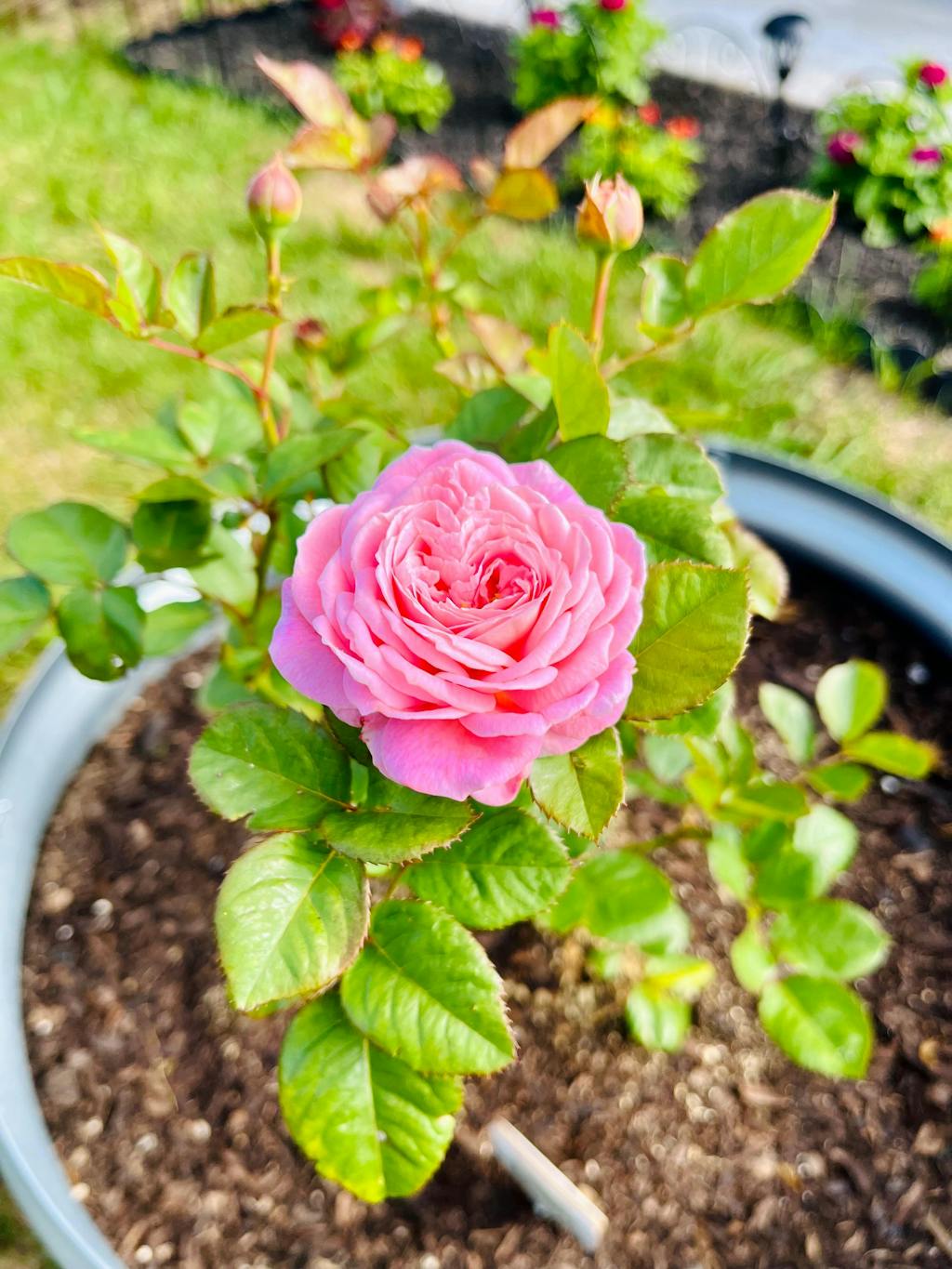 Parfuma Summer Romance Floribunda Rose | Fragrant Rose Bush – Heirloom ...