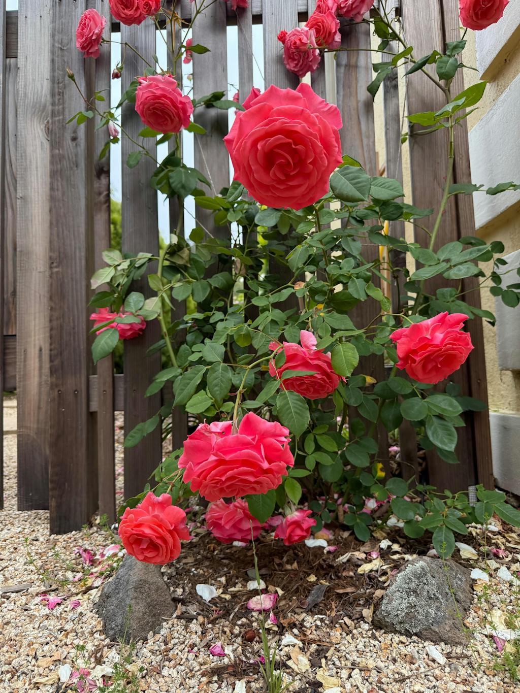 America Climbing Rose | Fragrant Rose Plant – Heirloom Roses