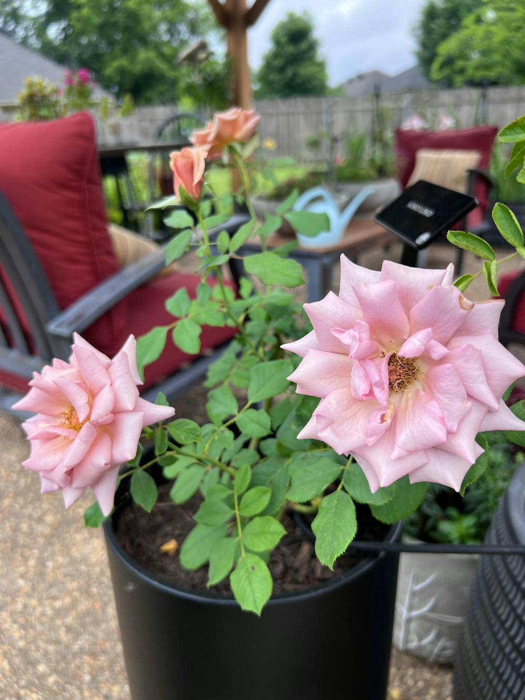 Koko Loko Rose - Floribunda - Moderately Fragrant – Heirloom Roses