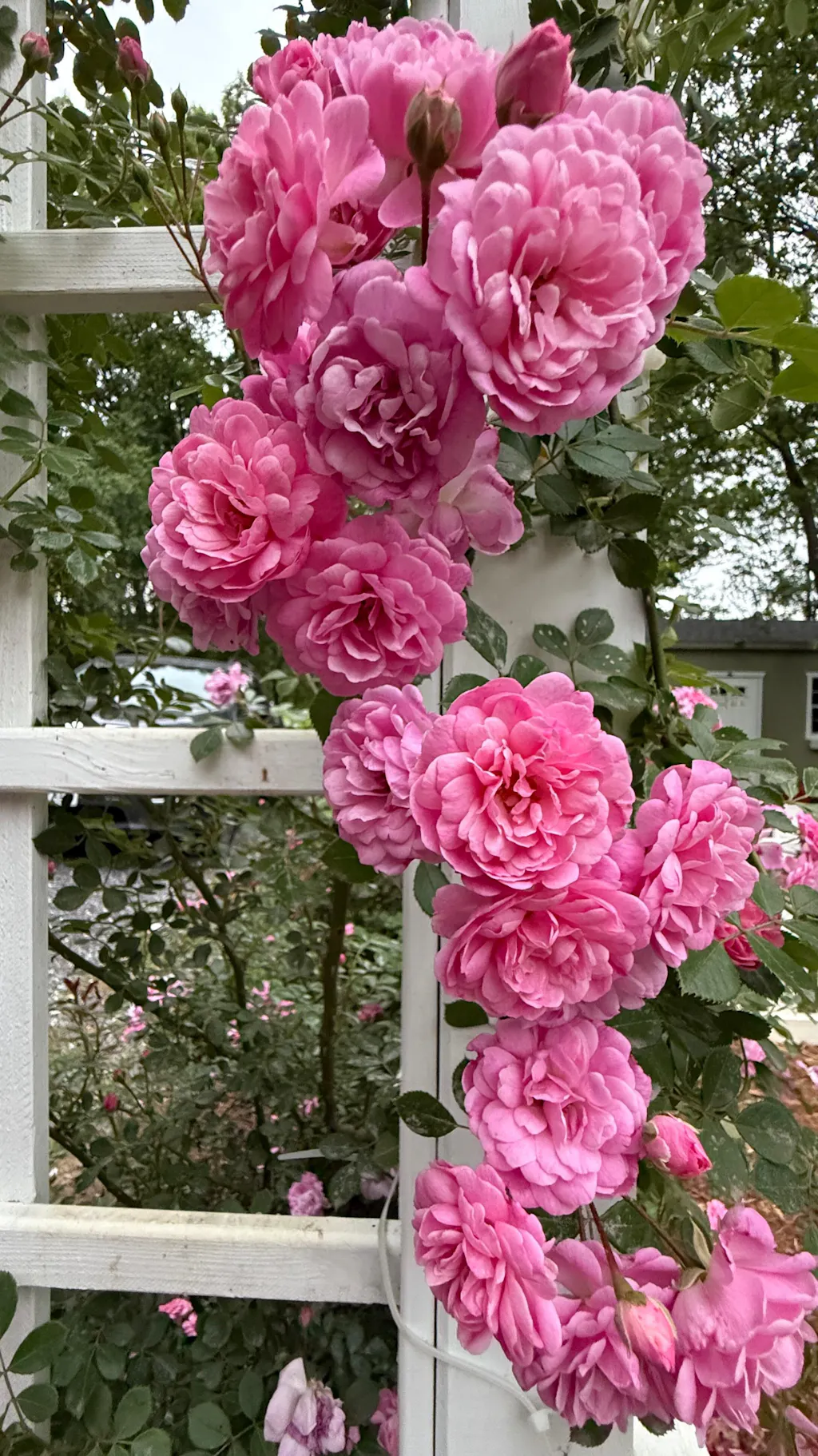 Rural England Shrub Rose | Pink Rose Plant – Heirloom Roses