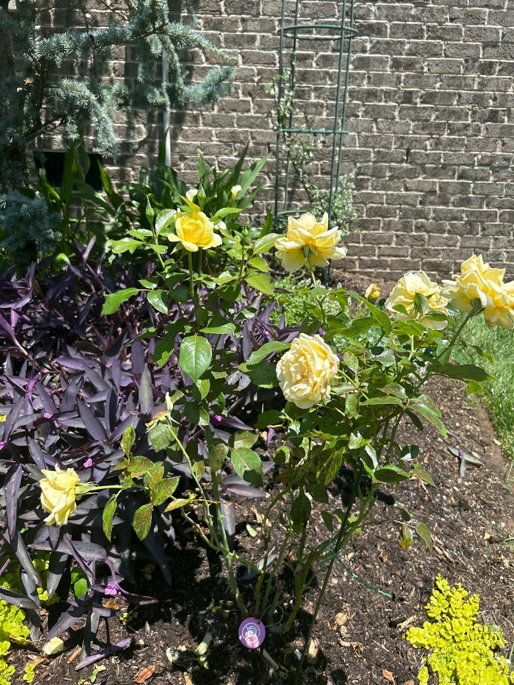 Feed & Flourish Bundle | Plant Nutrition – Heirloom Roses