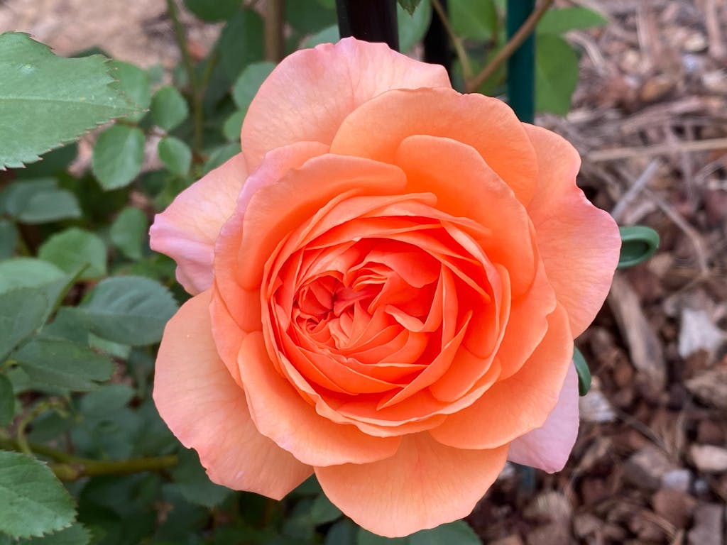 Louise Clements Shrub Rose |Fragrant Rose Plant – Heirloom Roses