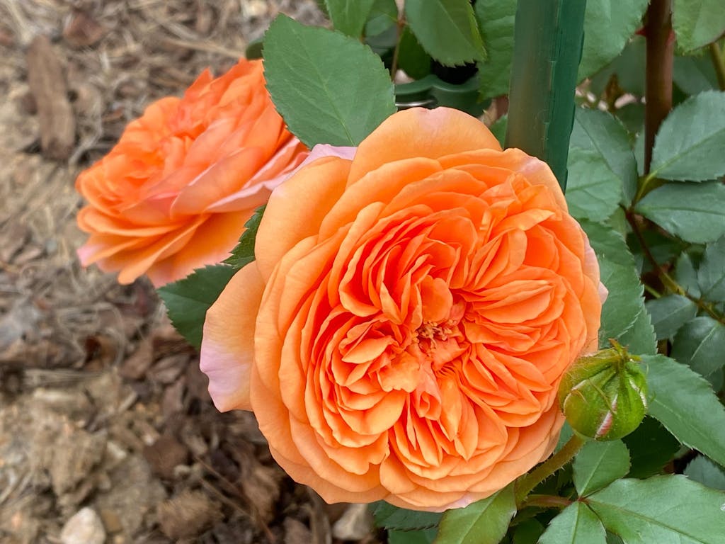 Louise Clements Shrub Rose |Fragrant Rose Plant – Heirloom Roses