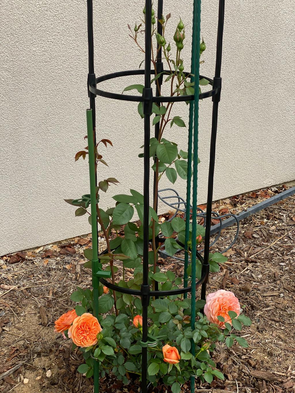 Louise Clements Shrub Rose |Fragrant Rose Plant – Heirloom Roses