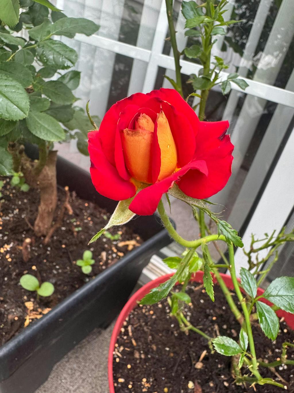 Ketchup & Mustard Floribunda Rose | Colorful Rose Bush – Heirloom Roses