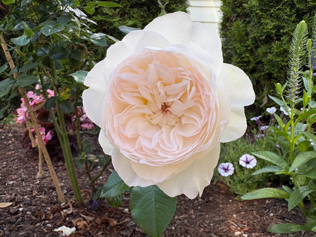 Bolero™ – Heirloom Roses
