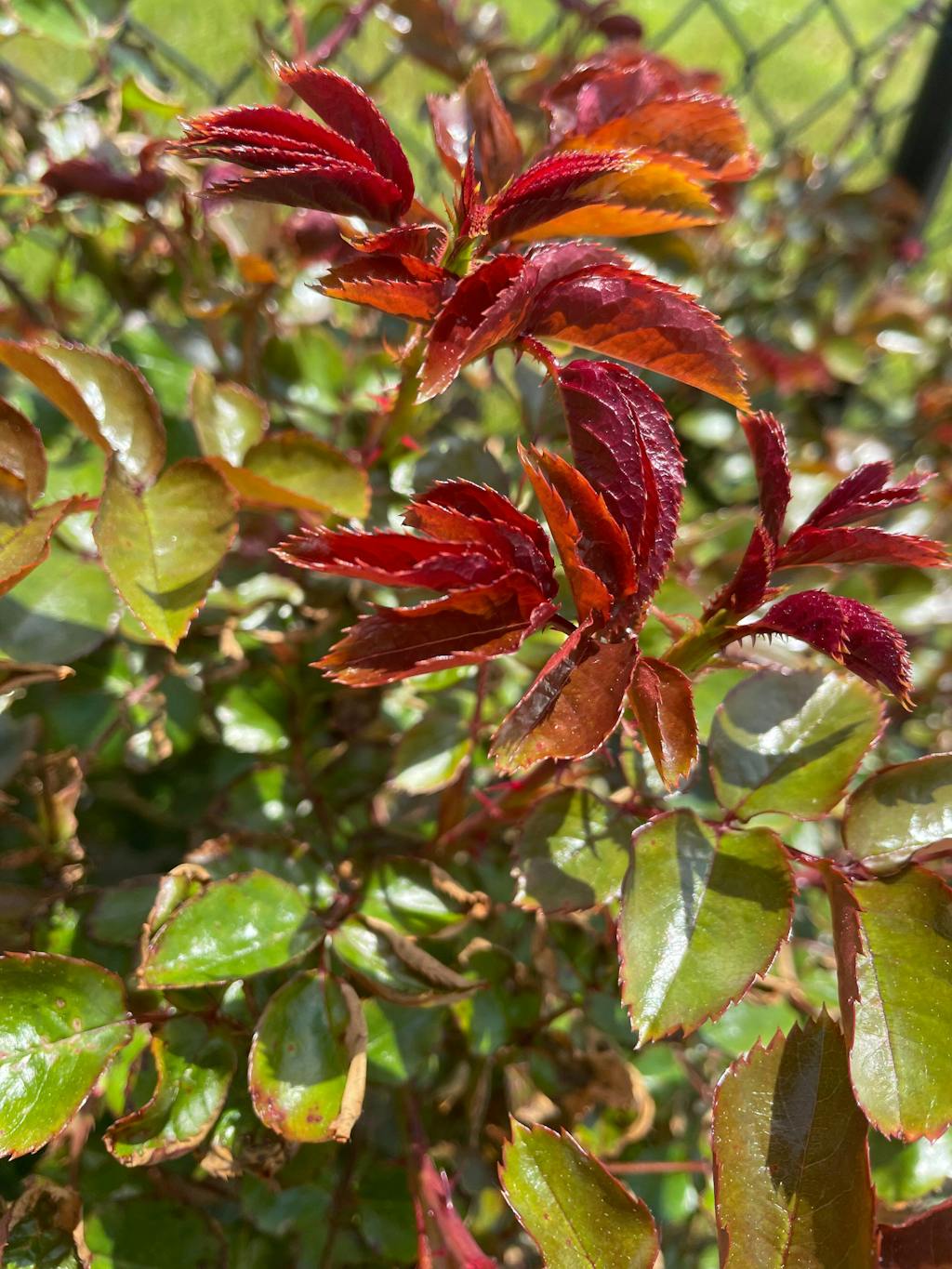 Arborose Florentina Climbing Rose |Red Rose Plant – Heirloom Roses