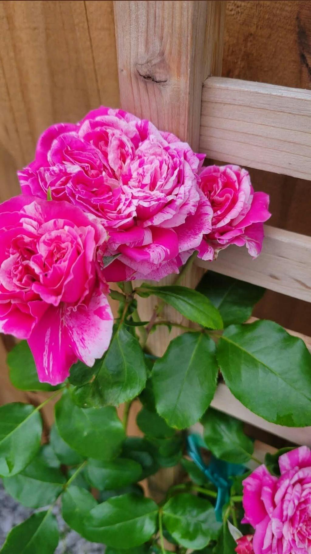 Raspberry Cream Twirl Climbing Rose | Thornless Rose Plant – Heirloom Roses