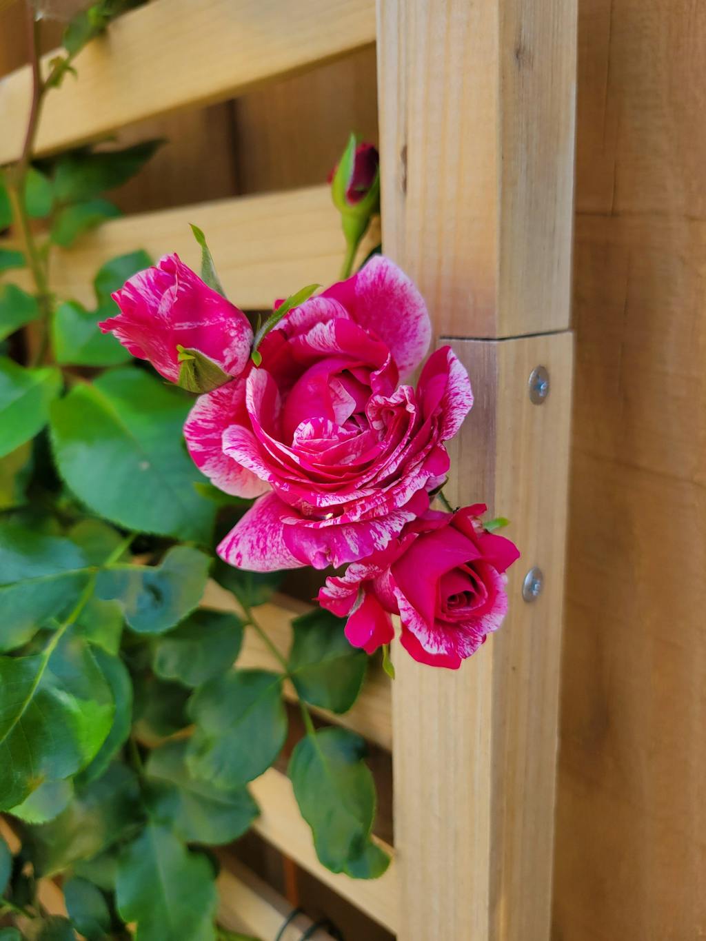 Raspberry Cream Twirl Climbing Rose | Thornless Rose Plant – Heirloom Roses