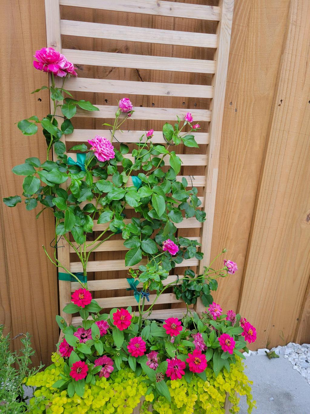 Raspberry Cream Twirl Climbing Rose | Thornless Rose Plant – Heirloom Roses