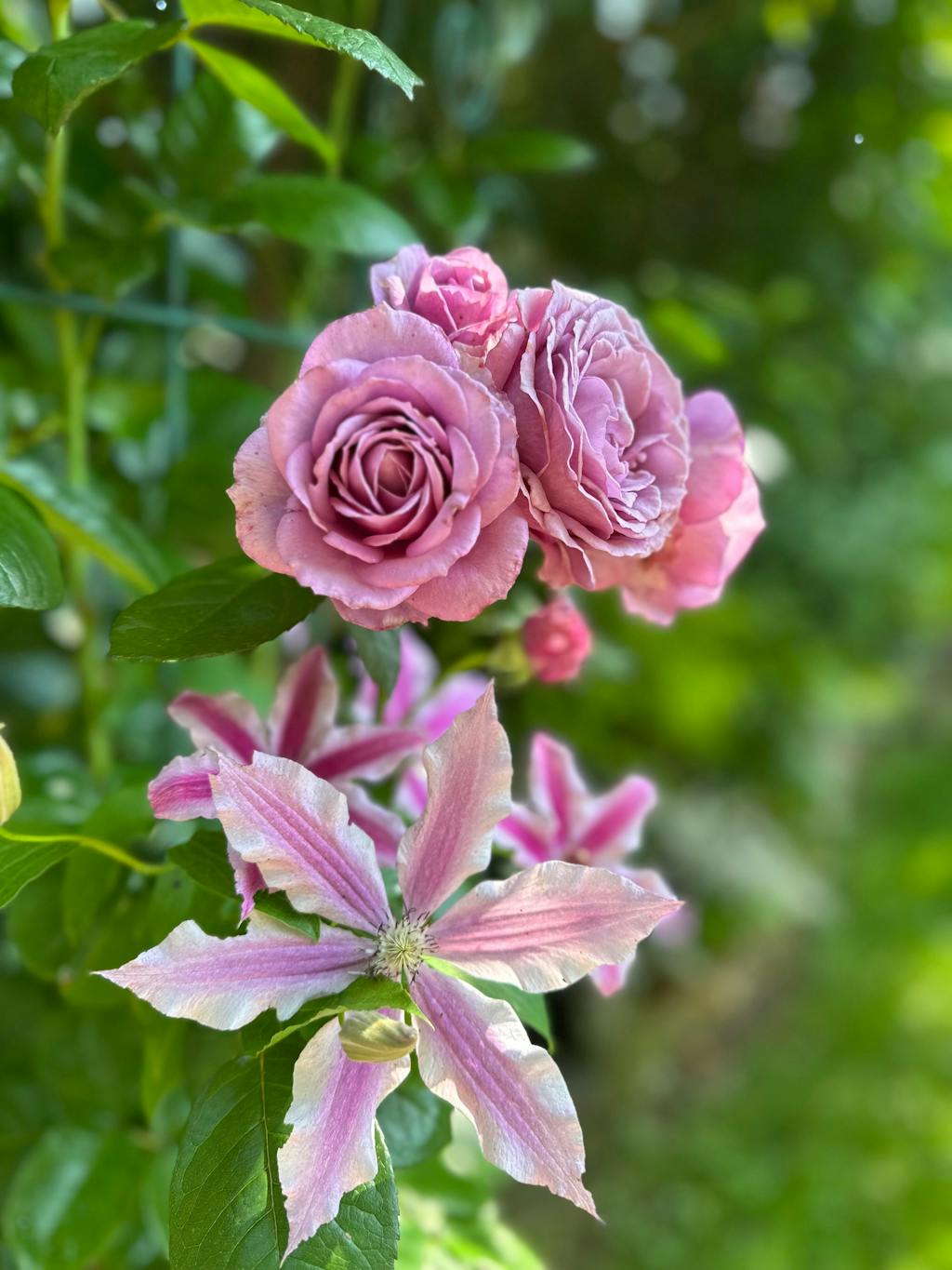 Arborose Quicksilver Climbing Rose | Purple Rose Plant – Heirloom Roses
