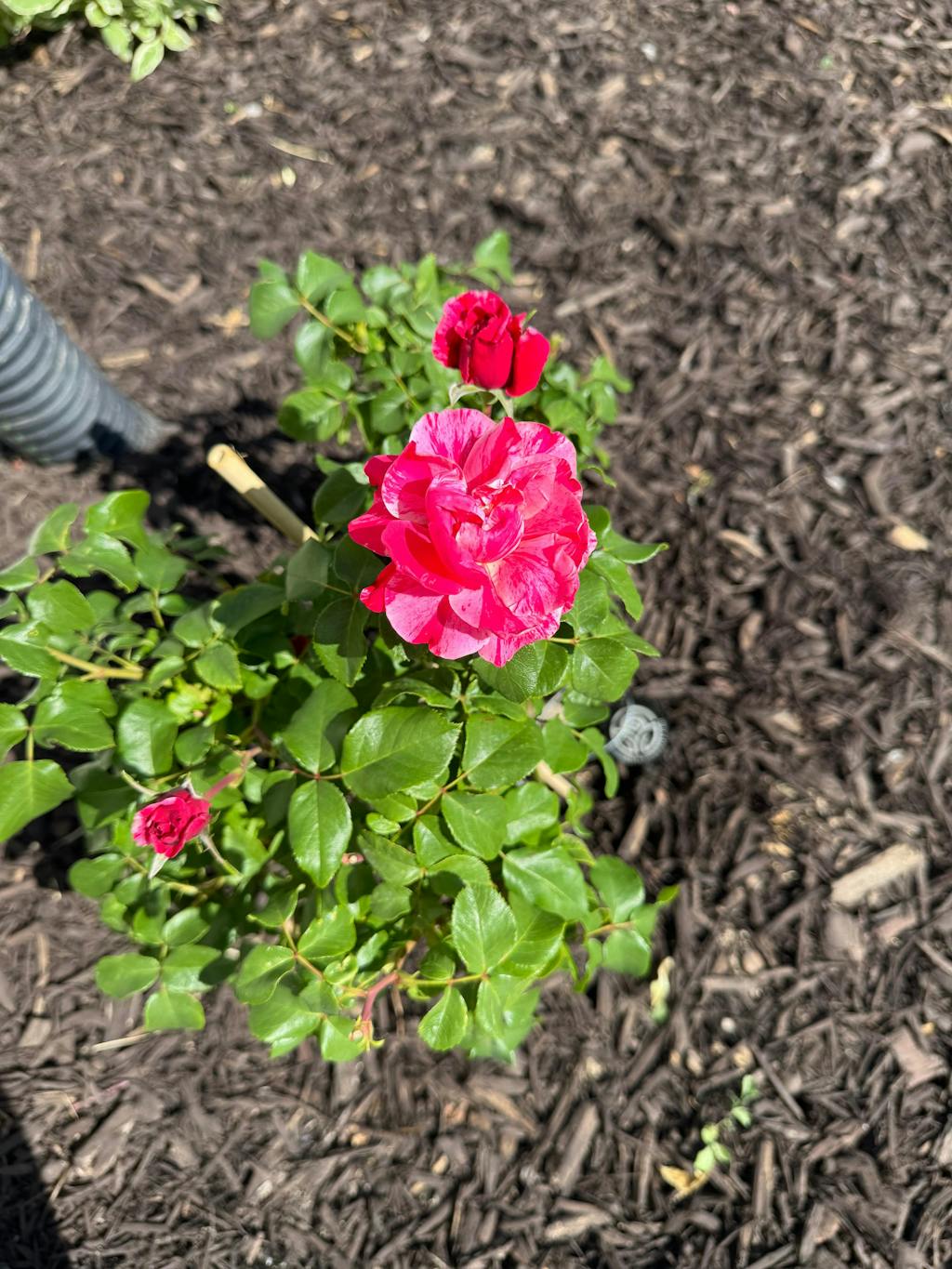 Raspberry Cream Twirl Climbing Rose | Thornless Rose Plant – Heirloom Roses