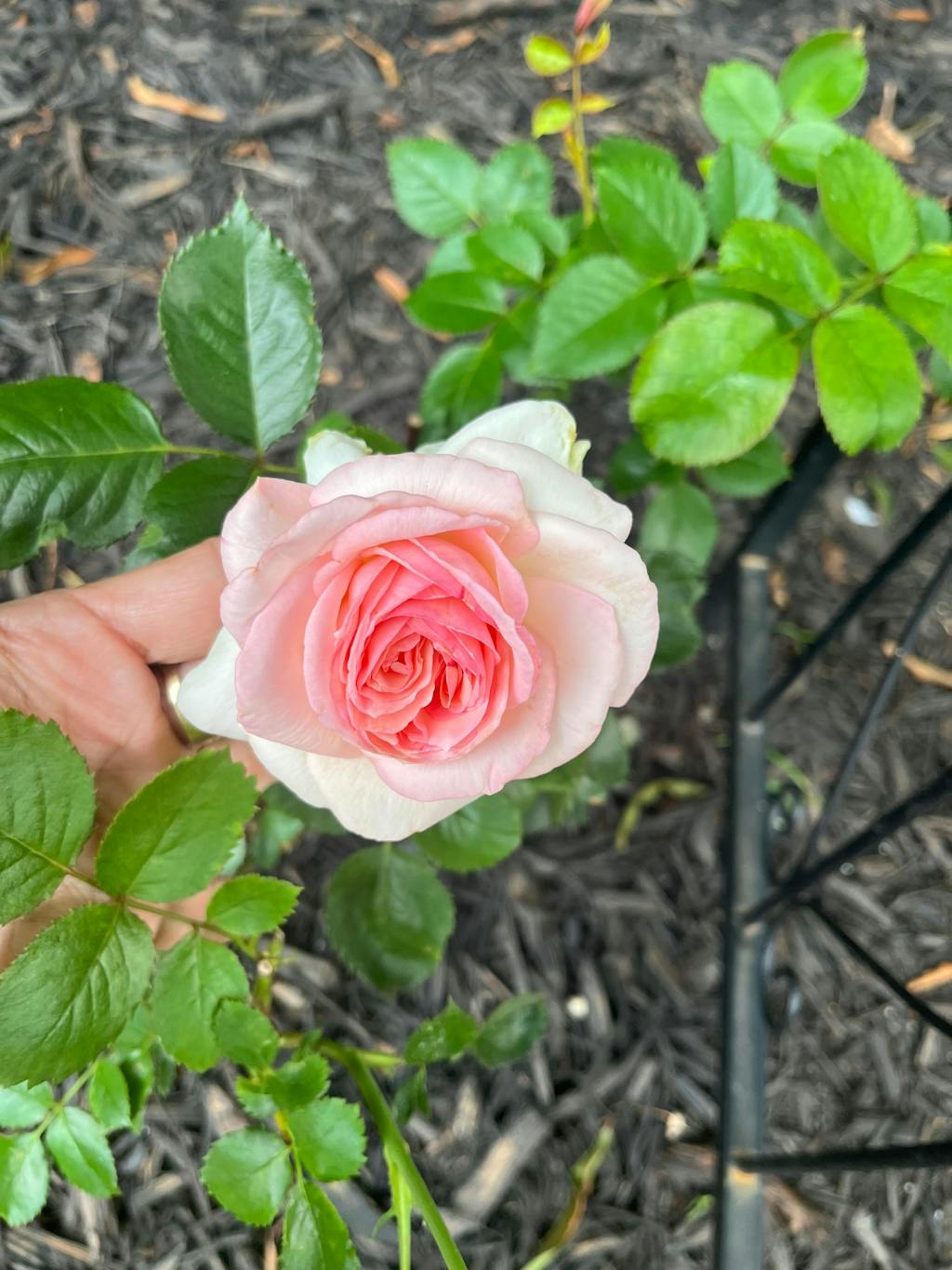 Eden Rose - Climbing Roses - Lightly Fragrant – Heirloom Roses