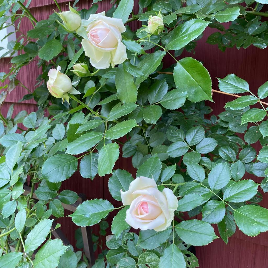 White Eden ClimberClimbing Rose | White Rose Plant – Heirloom Roses